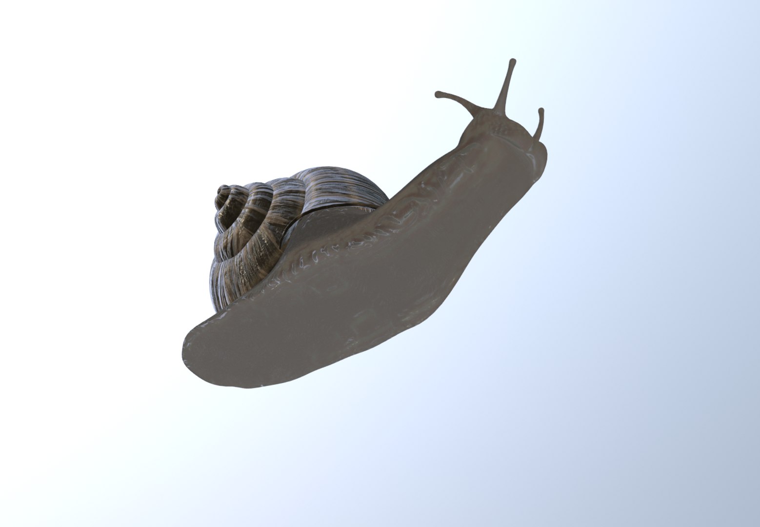 3D snail blender eevee - TurboSquid 1530791