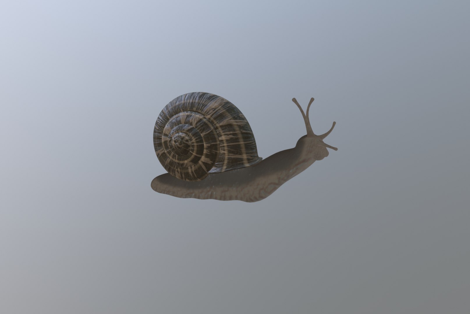 3D snail blender eevee - TurboSquid 1530791