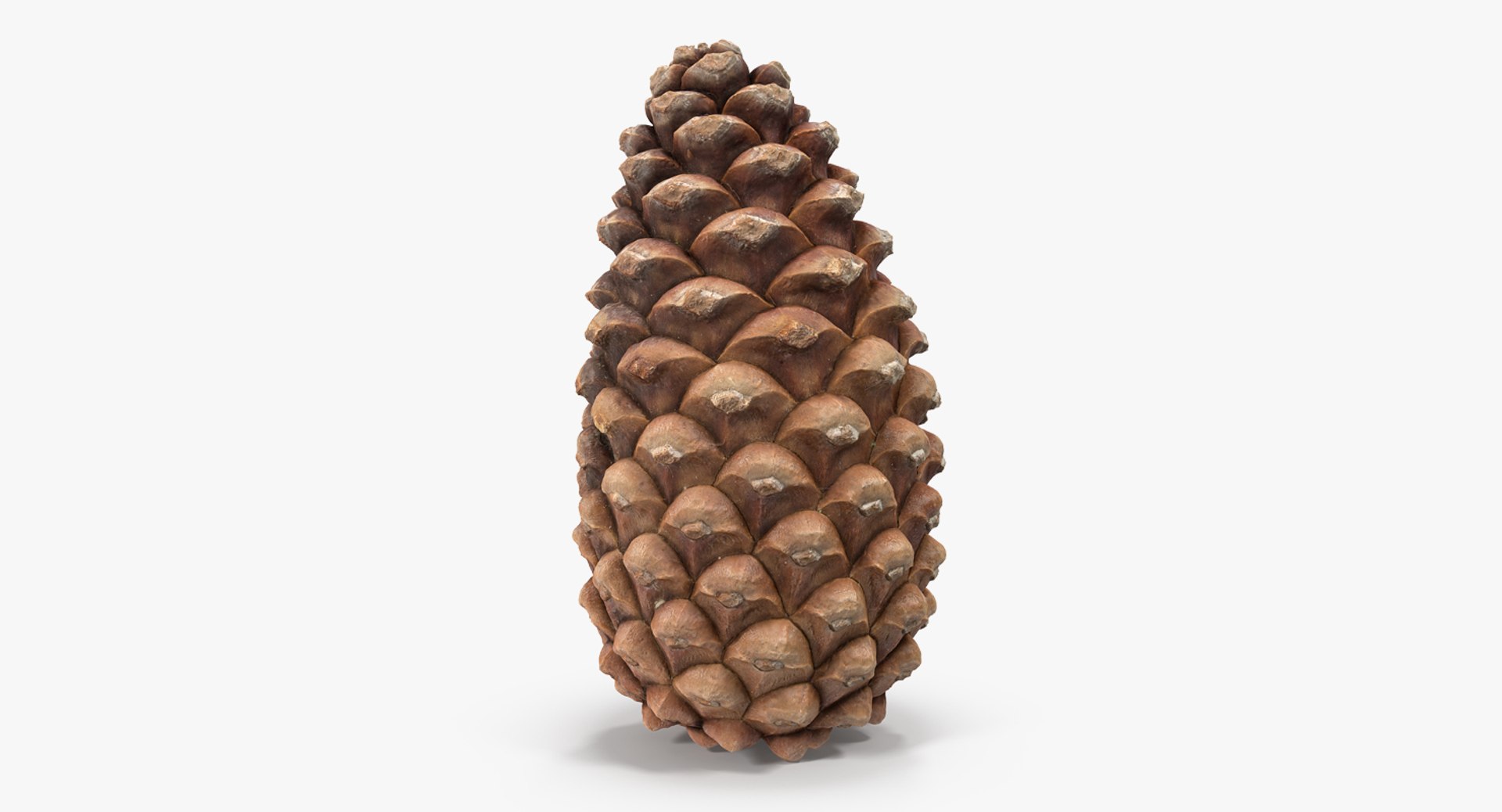 Pine Cones Collection 3 3D - TurboSquid 2517114