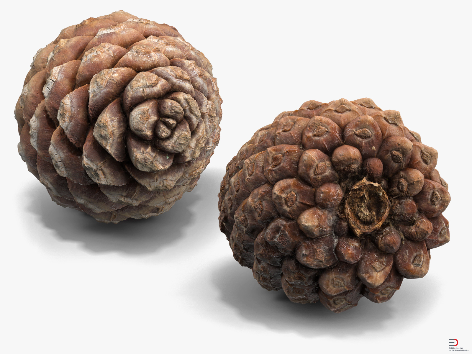 closed pine cone 3ds