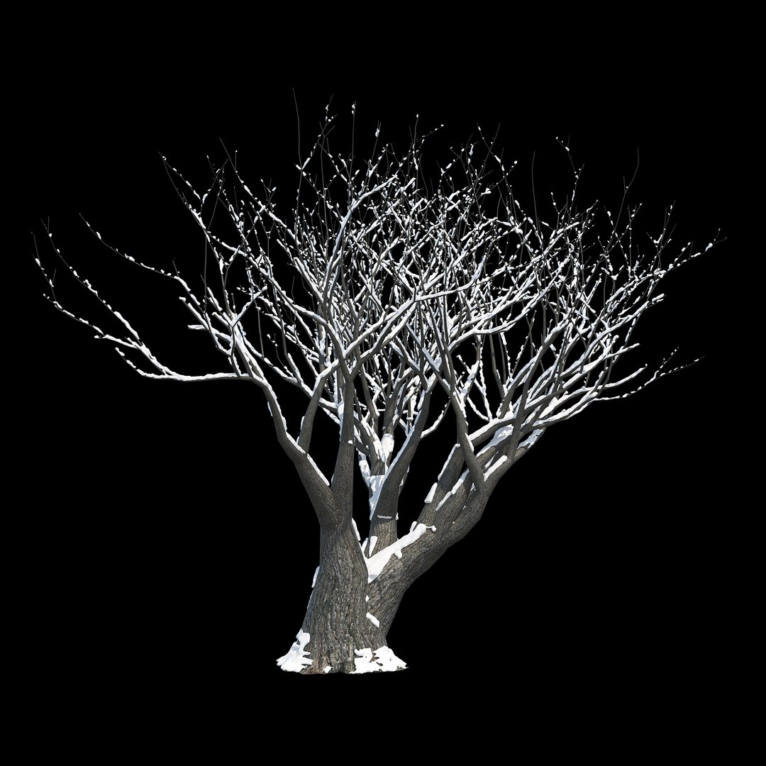 3D Winter Tree 021 Model - TurboSquid 1232614