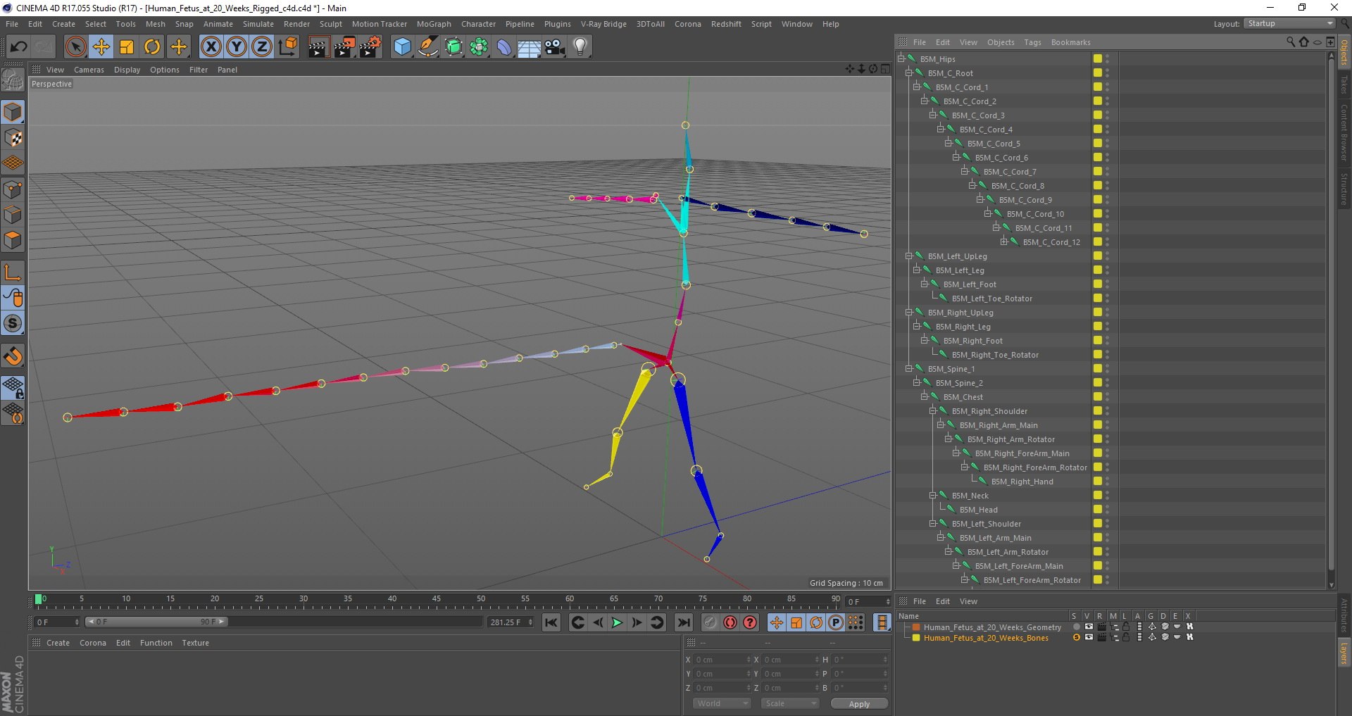3D Model Human Fetus 20 Weeks - TurboSquid 1663028
