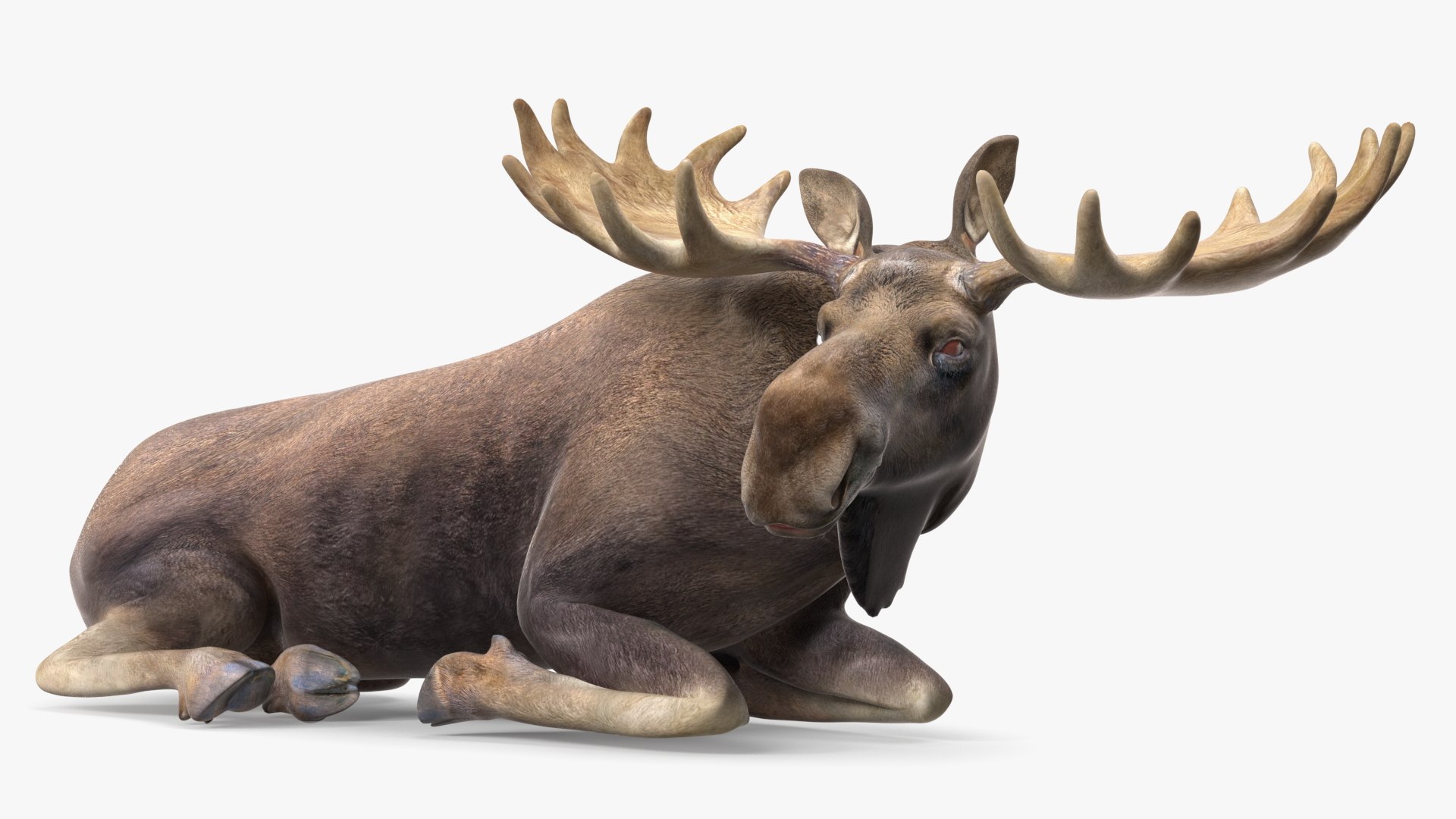 Elk No Fur Rigged Model - TurboSquid 2089671