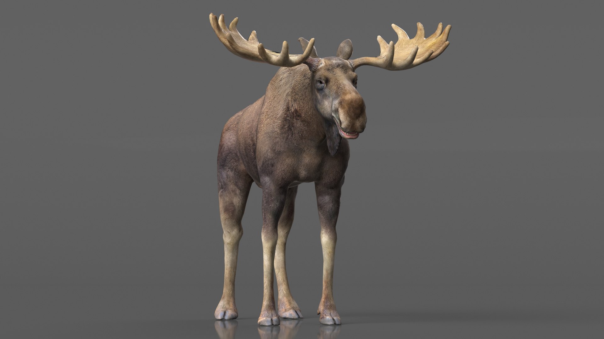 Elk No Fur Rigged Model - TurboSquid 2089671