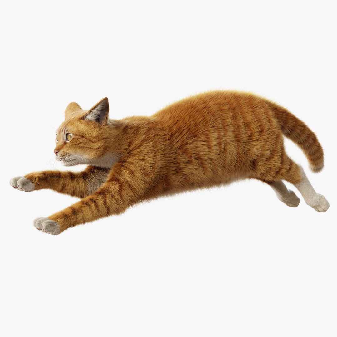Cat Orange Tabby Rigged Animated 3D Model - TurboSquid 2114385
