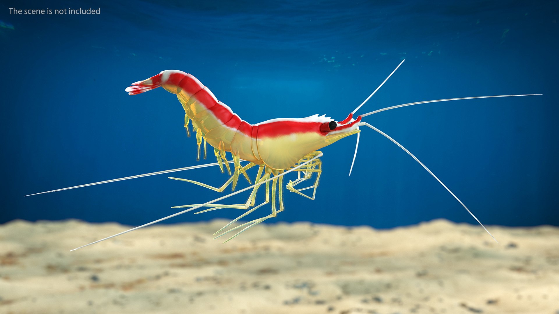 3D Pacific Cleaner Shrimp Rigged Fur Model - TurboSquid 1914505