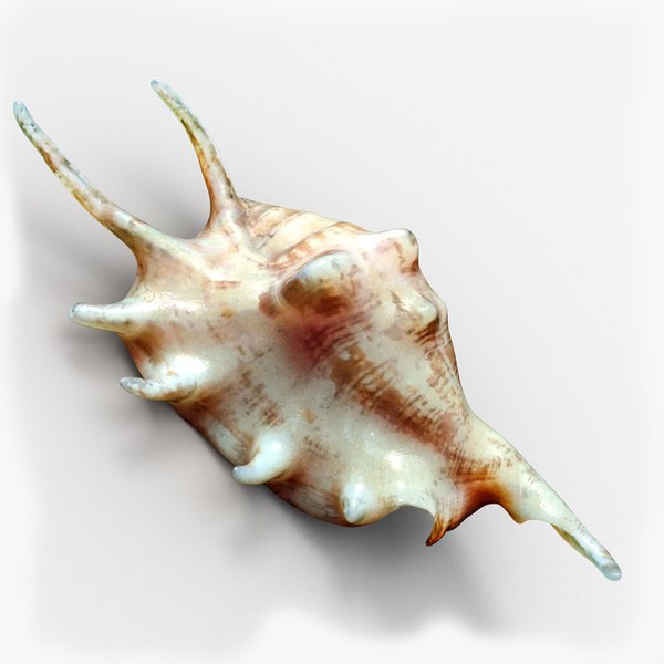 3D Sea Shell Spider Conch Lambis Lambis - TurboSquid 1941270