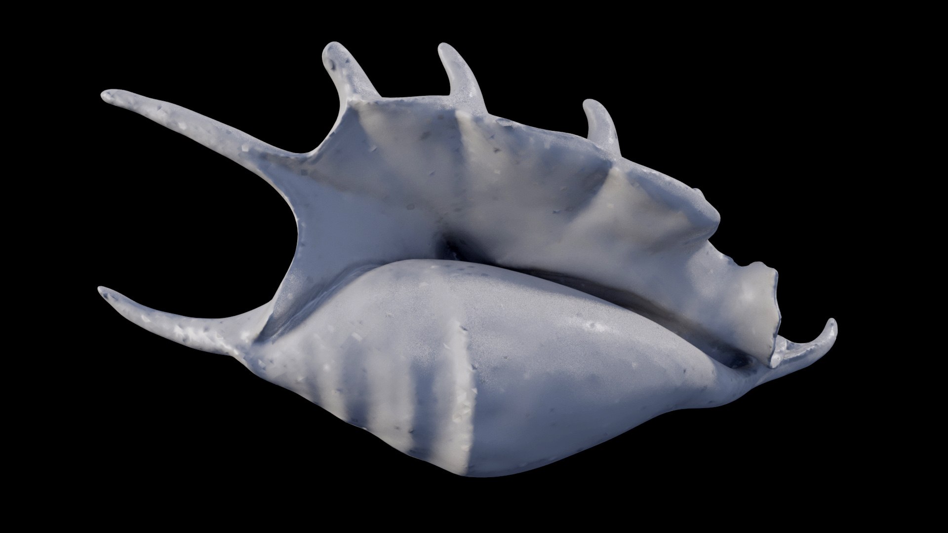 3D Sea Shell Spider Conch Lambis Lambis - TurboSquid 1941270