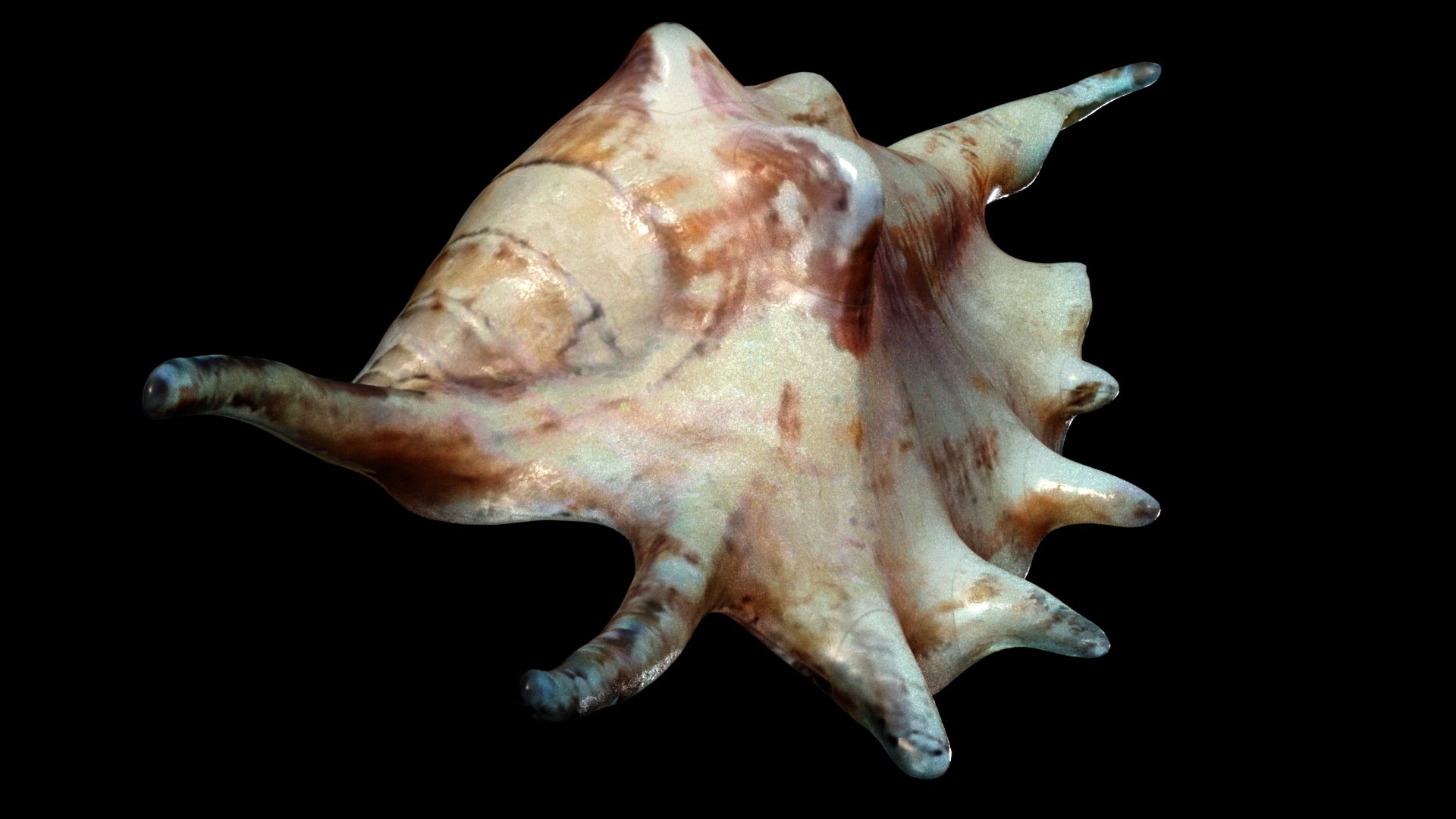 3D Sea Shell Spider Conch Lambis Lambis - TurboSquid 1941270