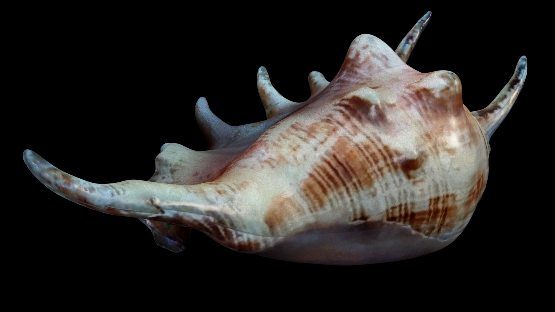 3D Sea Shell Spider Conch Lambis Lambis - TurboSquid 1941270