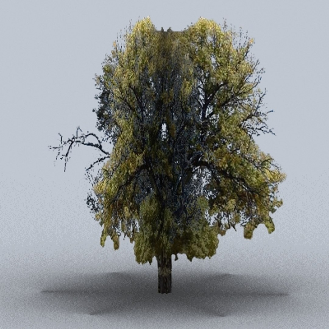 Large Trees 3d Model