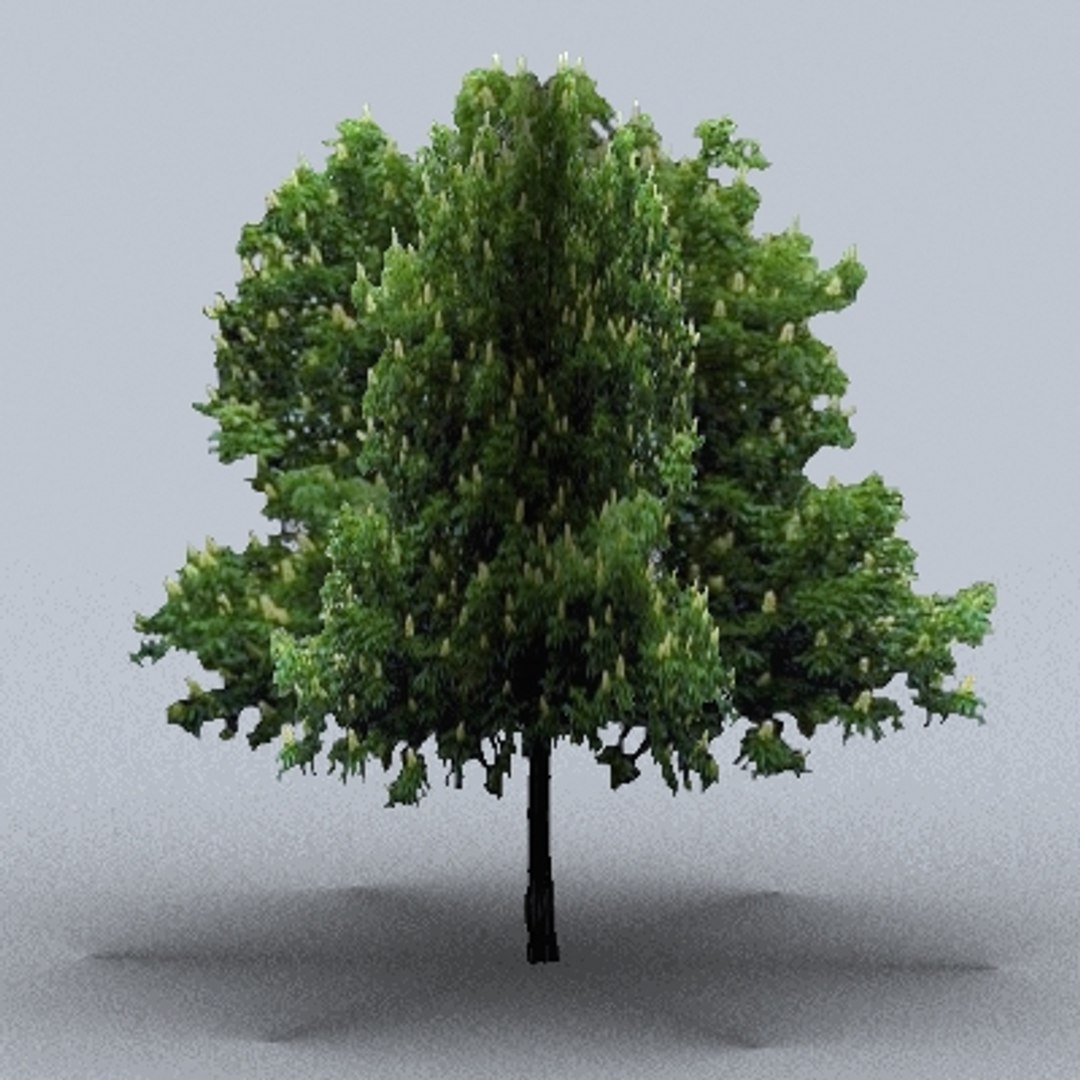 Large Trees 3d Model