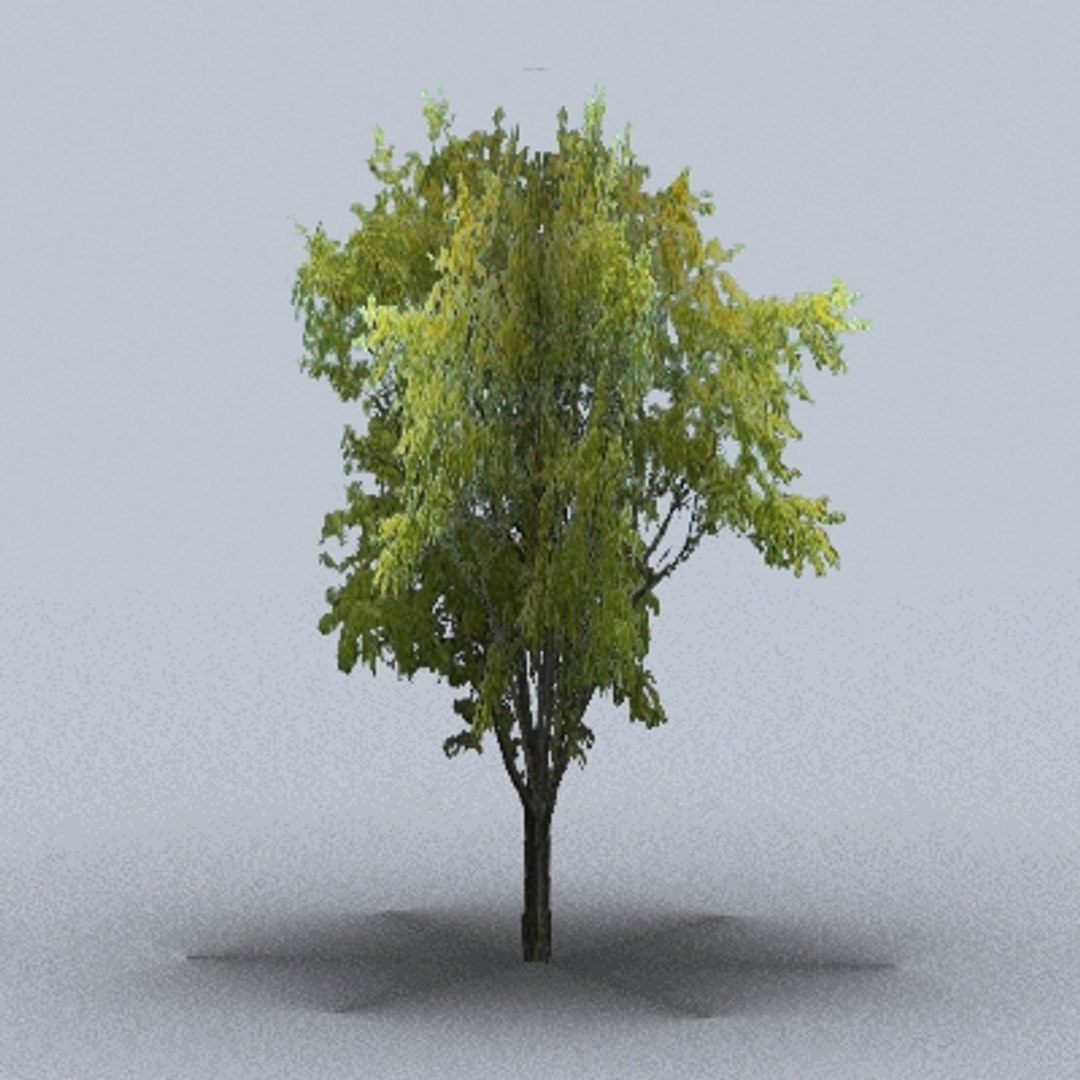 Large Trees 3d Model