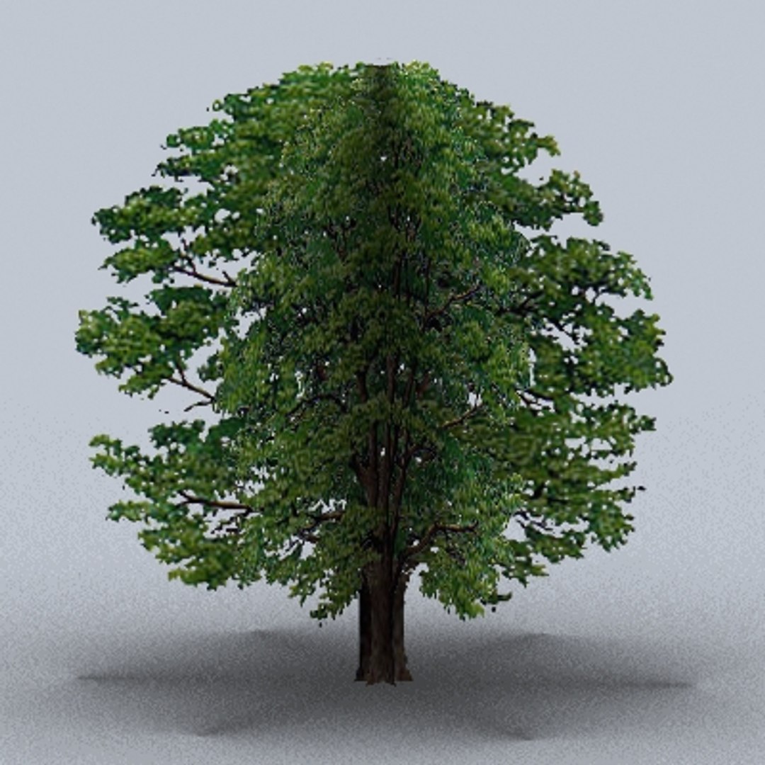 Large Trees 3d Model