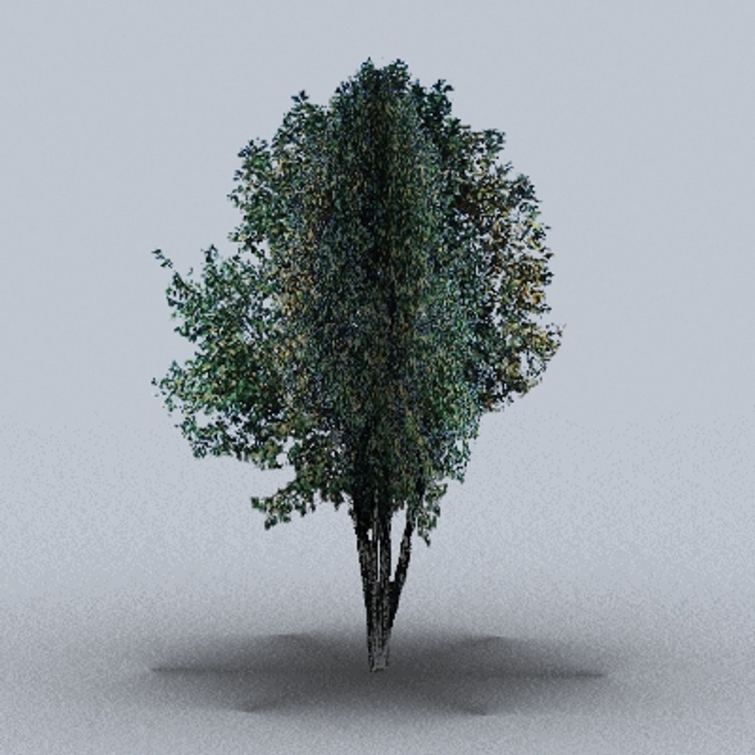 Large Trees 3d Model