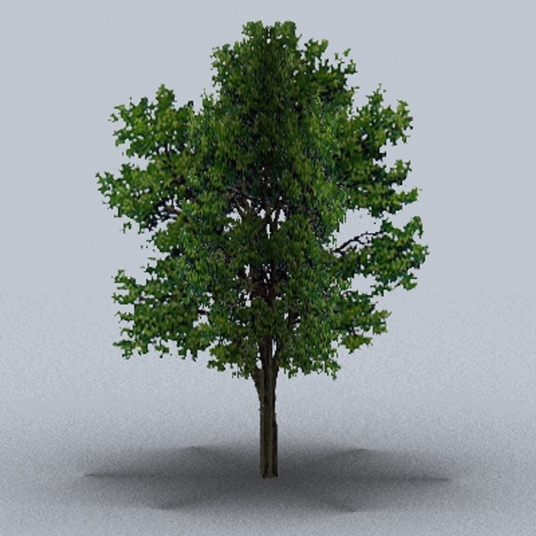 Large Trees 3d Model