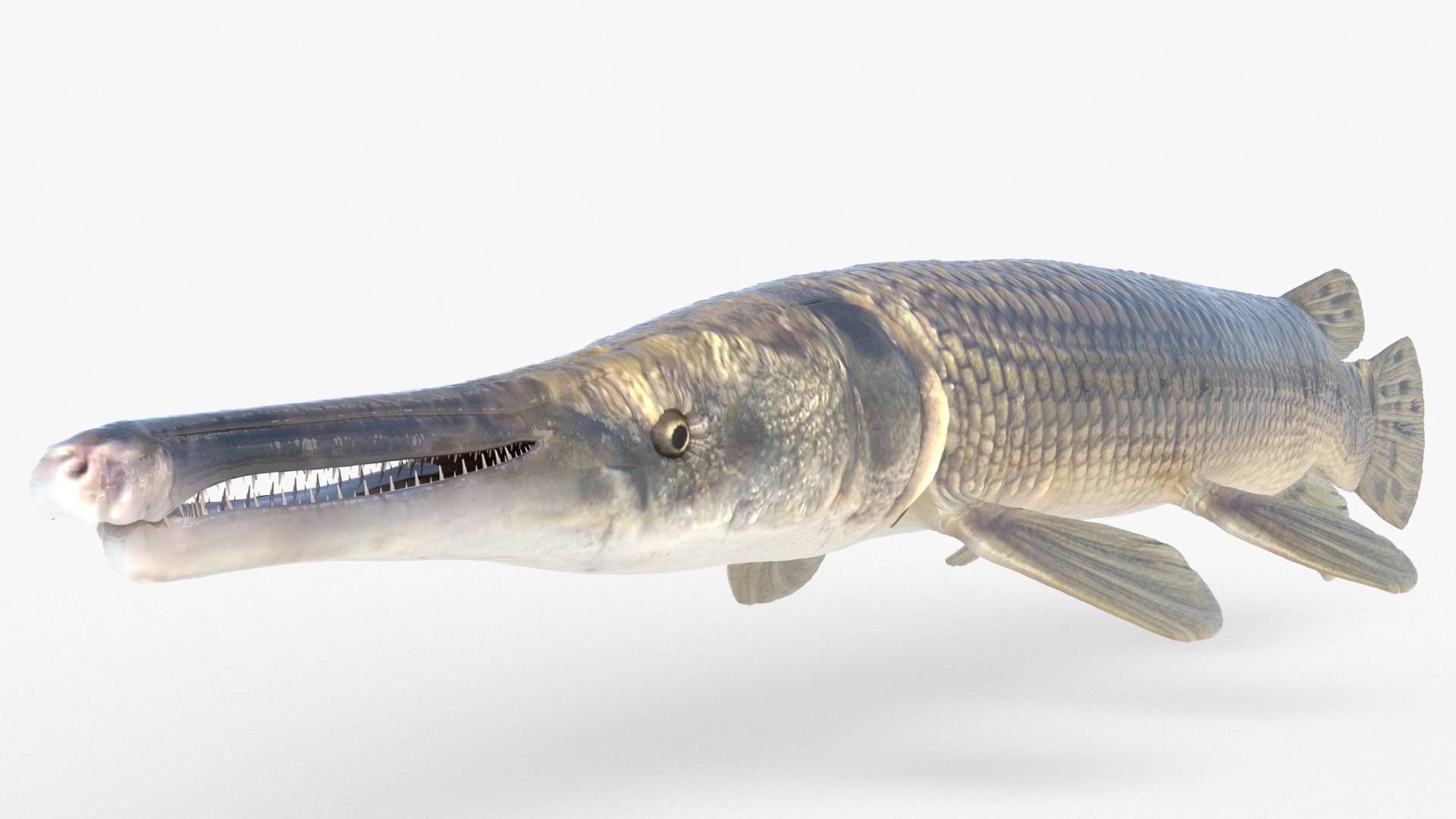 3D Alligator Gar Model - TurboSquid 1846159