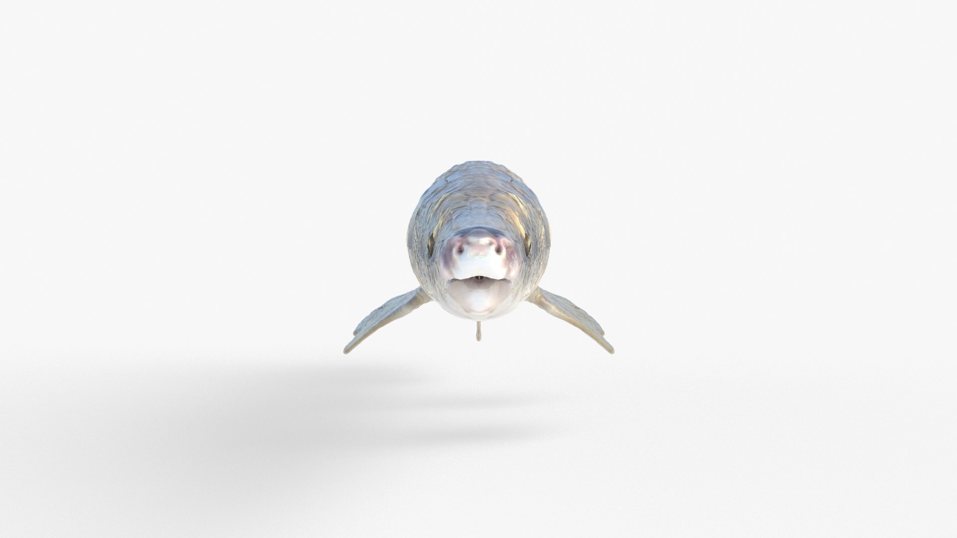 3D Alligator Gar Model - TurboSquid 1846159