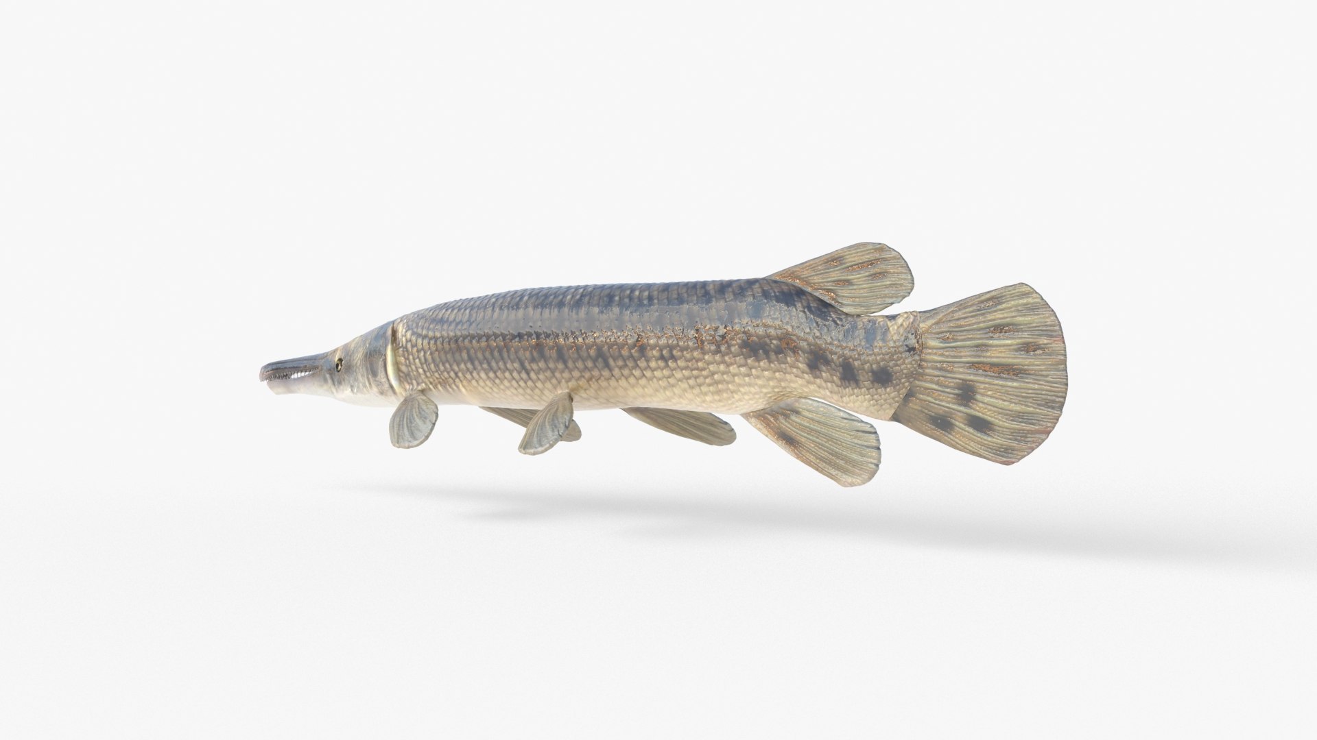 3D Alligator Gar Model - TurboSquid 1846159