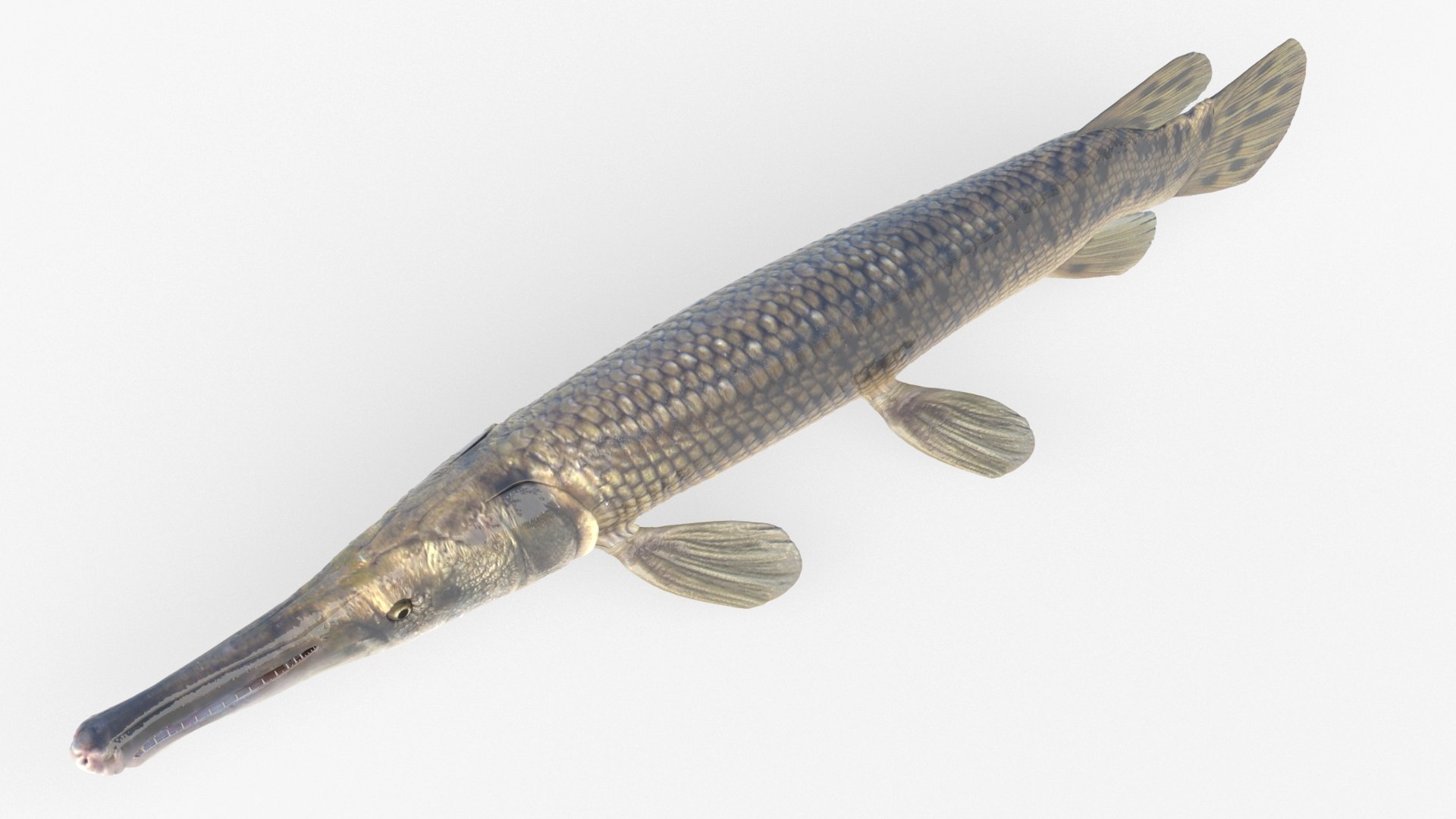 3D Alligator Gar Model - TurboSquid 1846159
