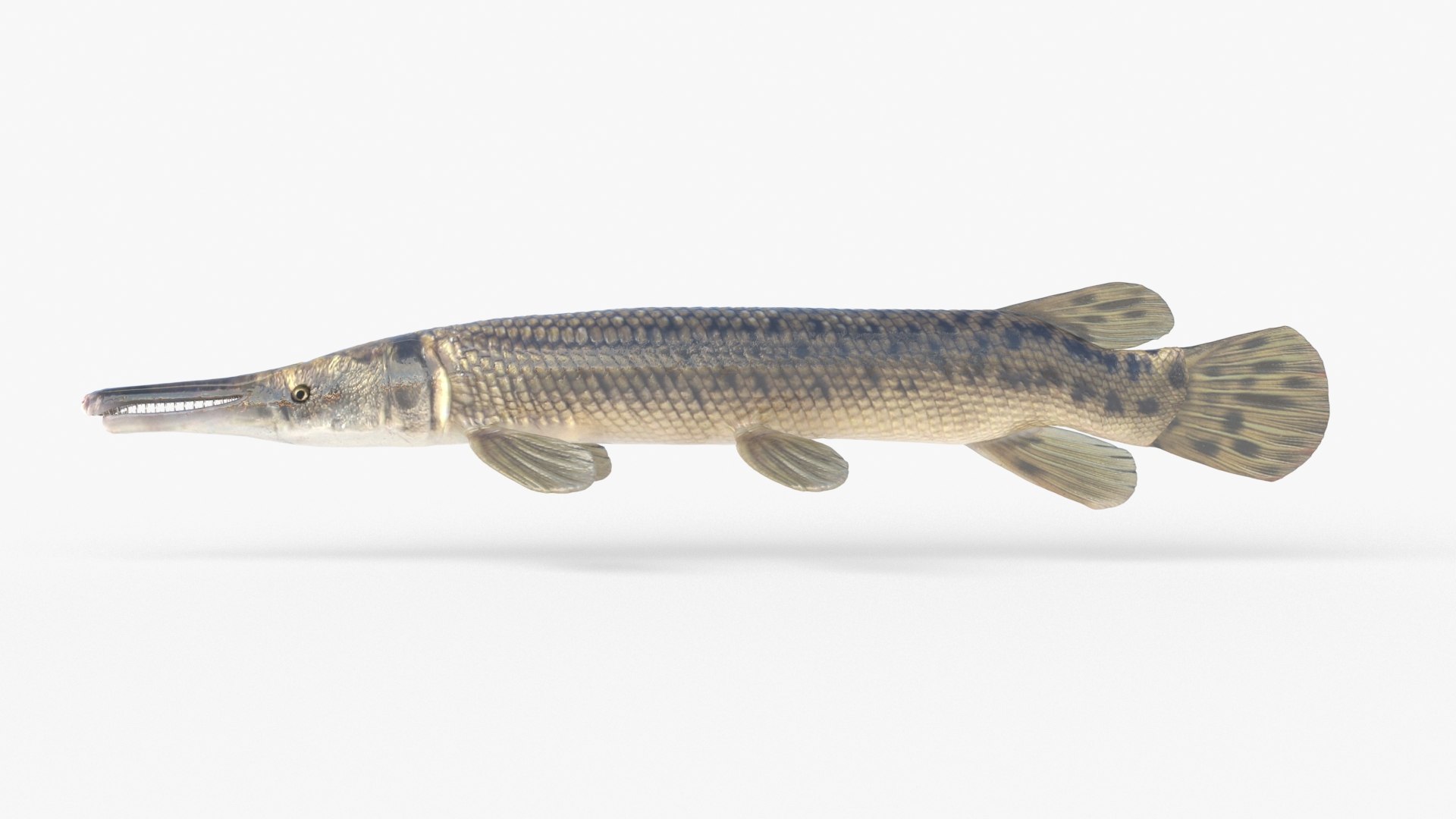 3D Alligator Gar Model - TurboSquid 1846159