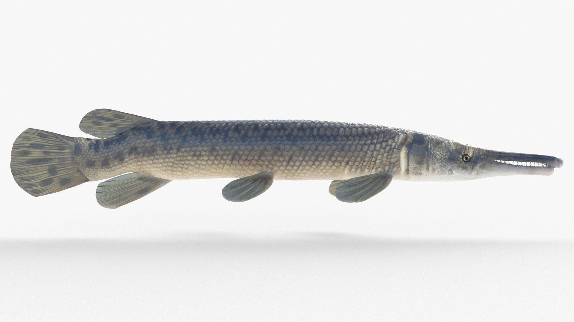 3D Alligator Gar Model - TurboSquid 1846159