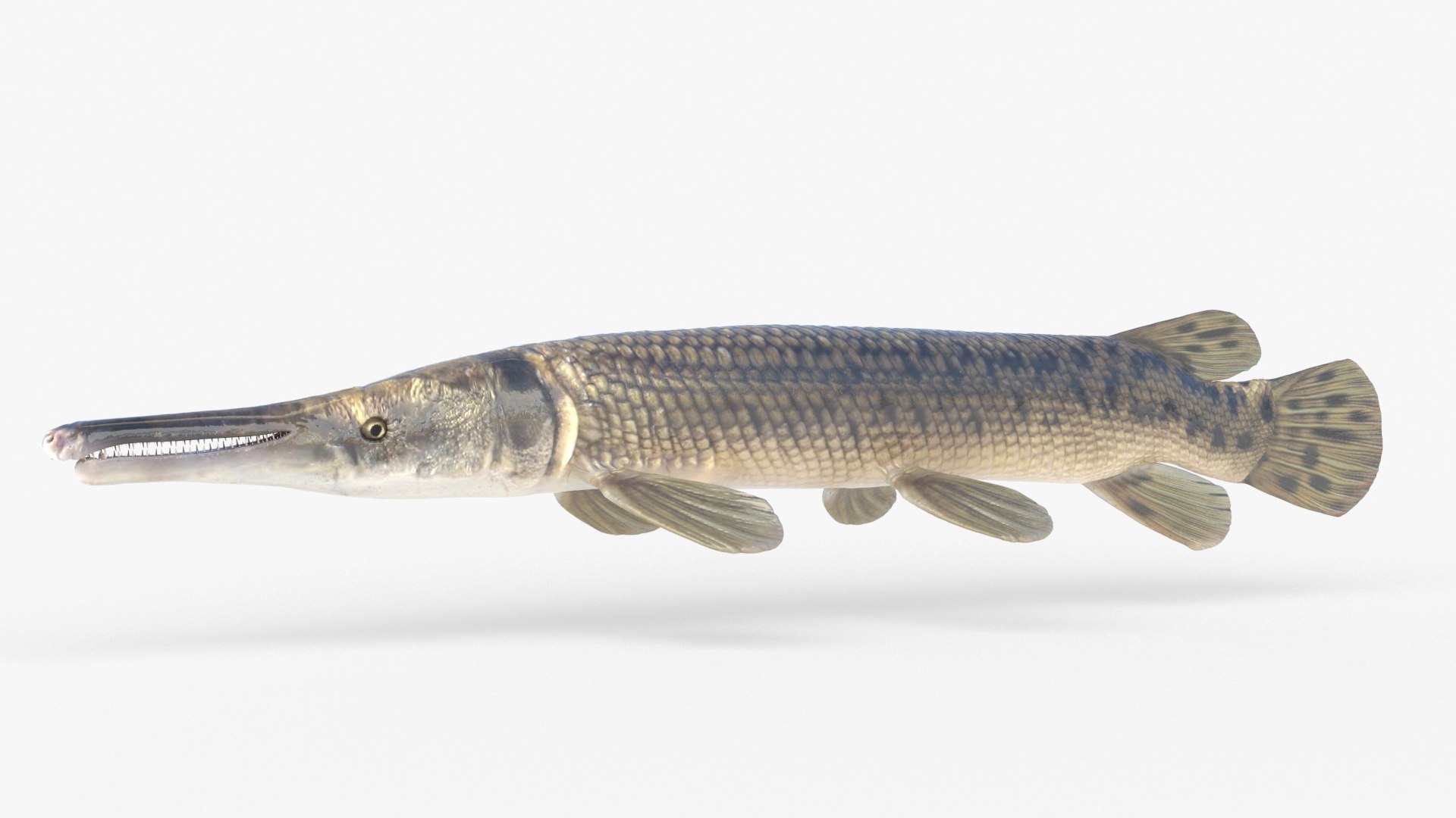 3D Alligator Gar Model - TurboSquid 1846159