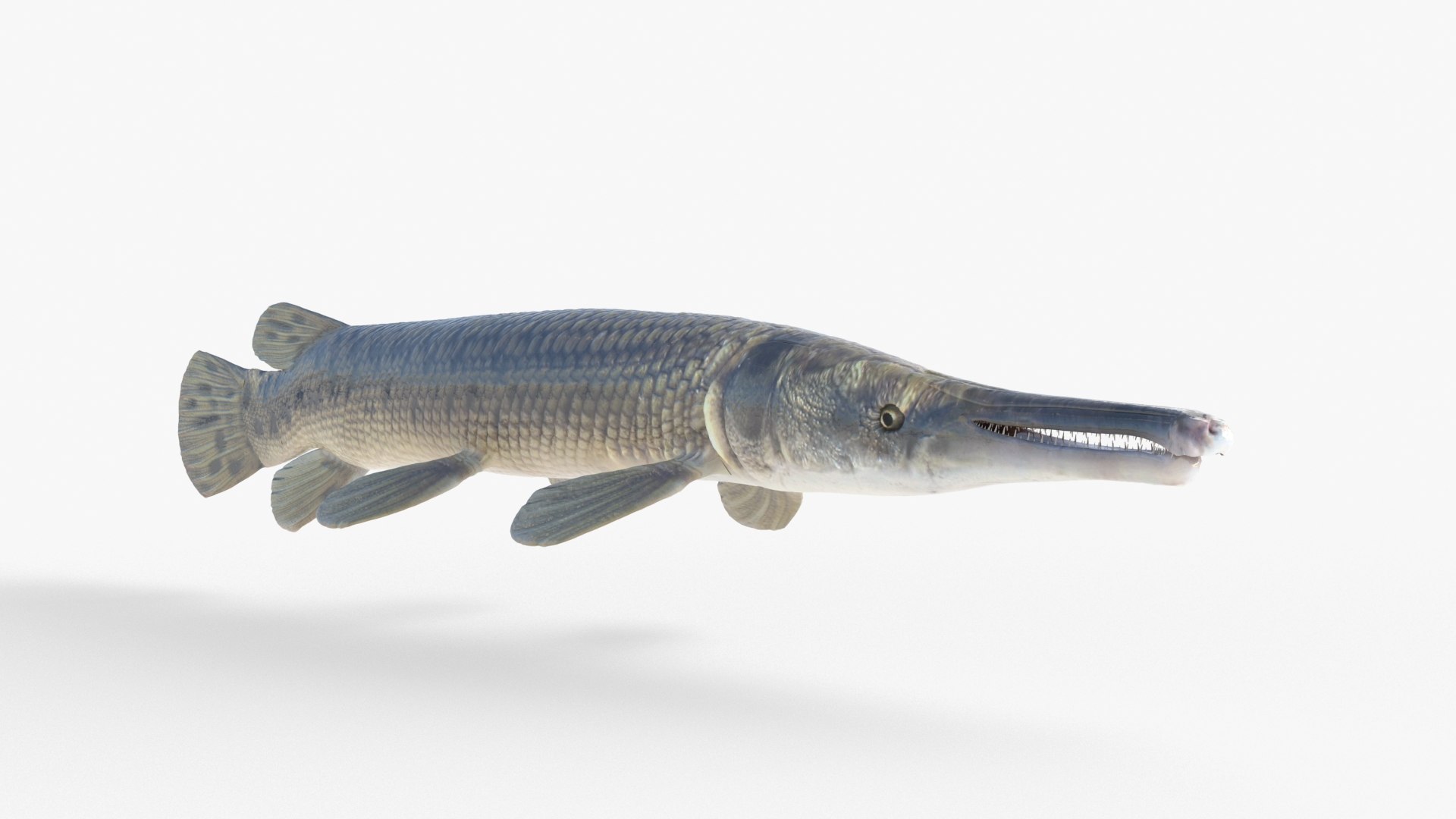 3D Alligator Gar Model - TurboSquid 1846159