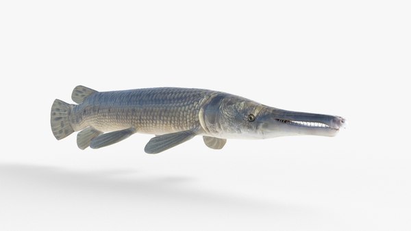 3D Alligator Gar model - TurboSquid 1846159