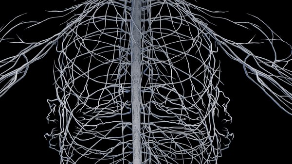 modelo 3d Human Female Nervous System Static - TurboSquid 2060437