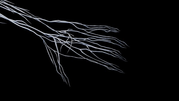 modelo 3d Human Female Nervous System Static - TurboSquid 2060437