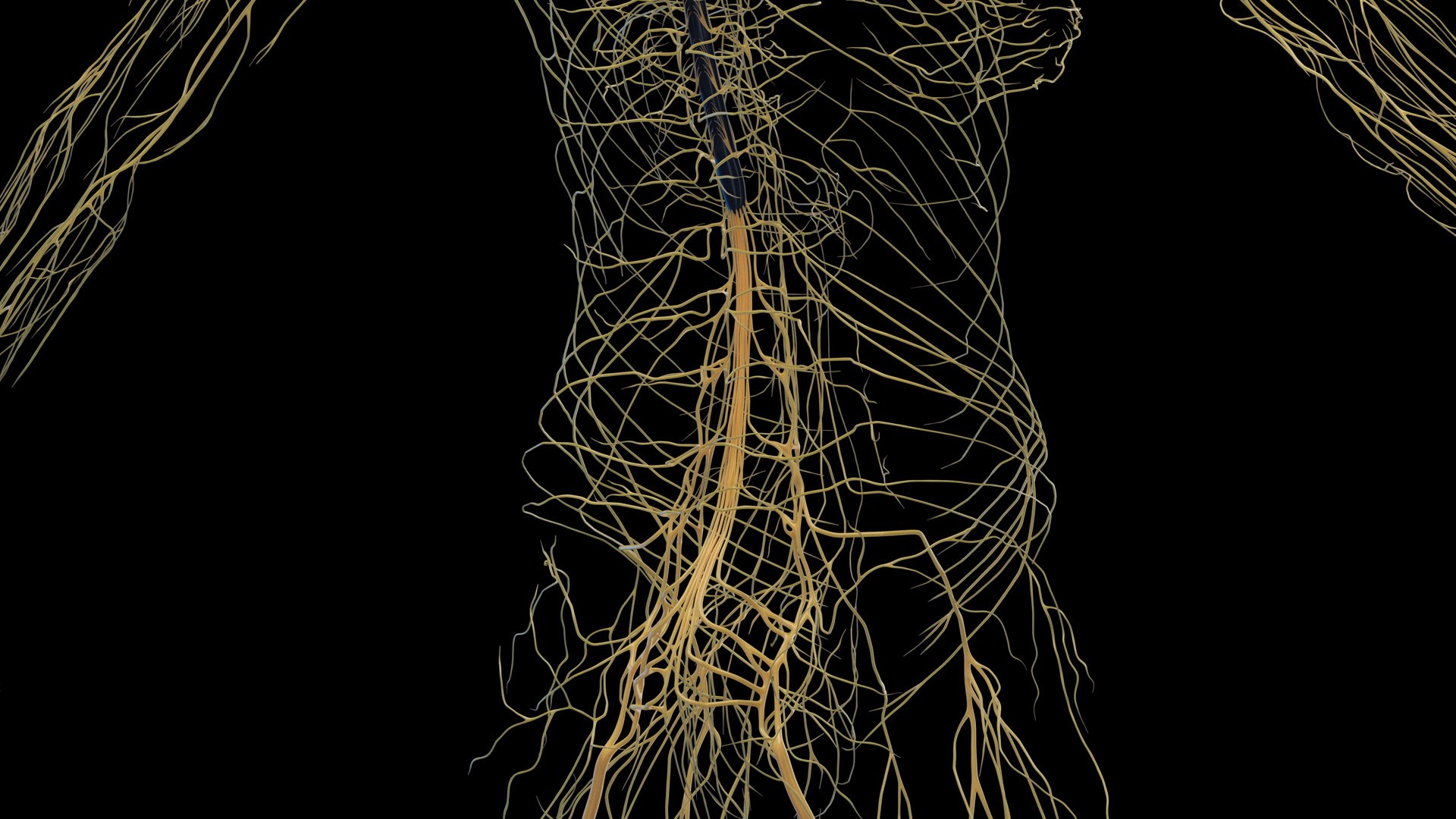 Human Female Nervous System Static 3D model - TurboSquid 2060437