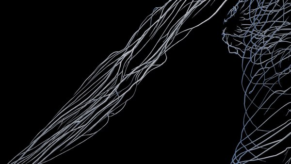 modelo 3d Human Female Nervous System Static - TurboSquid 2060437