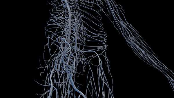modelo 3d Human Female Nervous System Static - TurboSquid 2060437