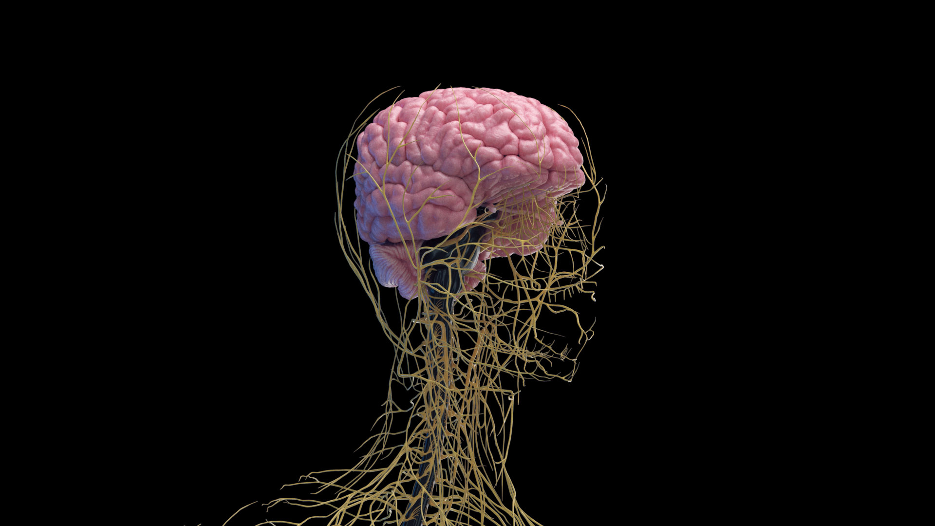 Human Female Nervous System Static 3D Model - TurboSquid 2060437