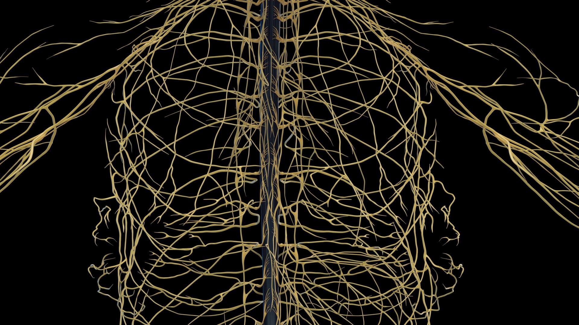 Human Female Nervous System Static 3D model - TurboSquid 2060437