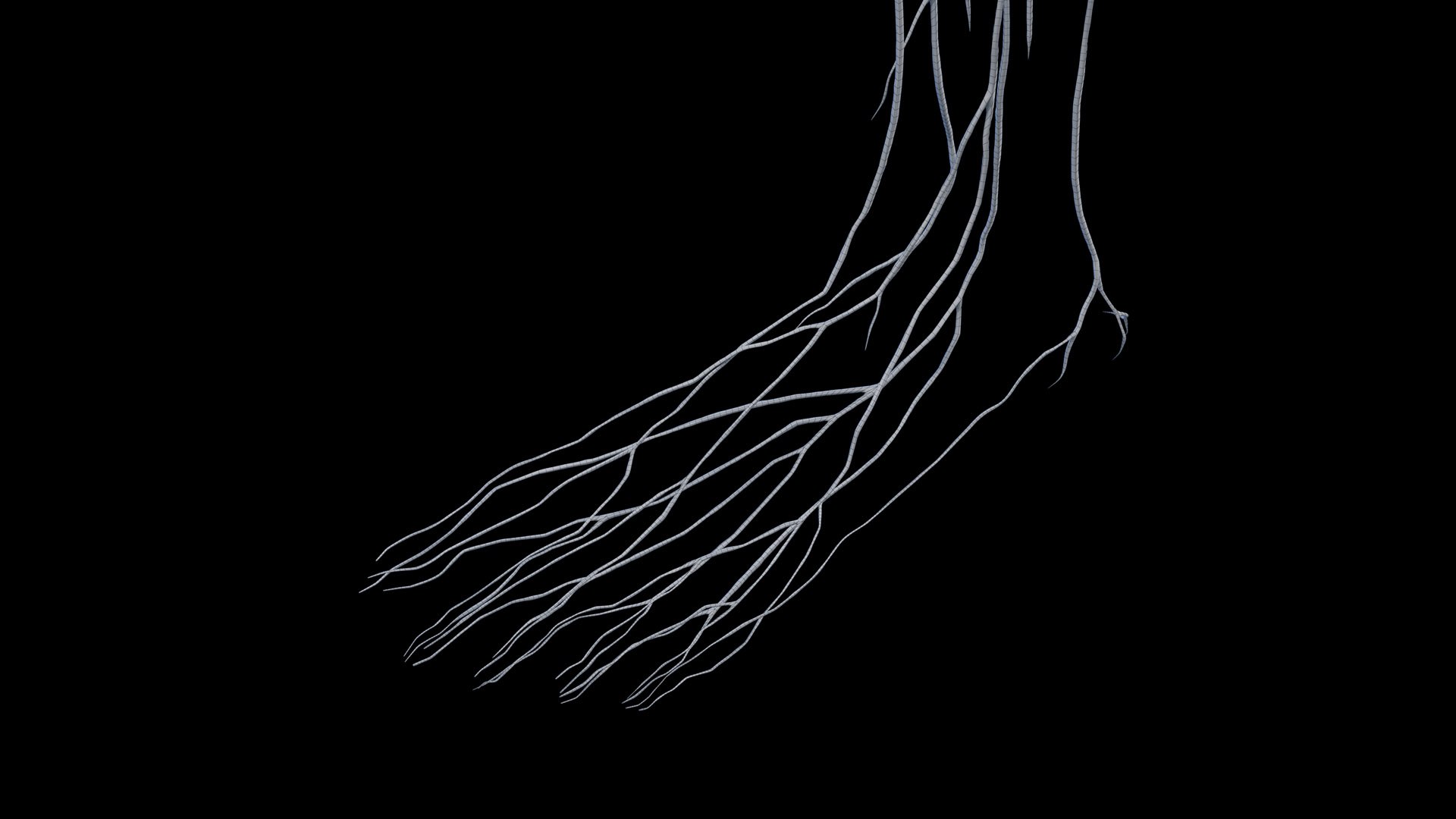Human Female Nervous System Static 3D model - TurboSquid 2060437