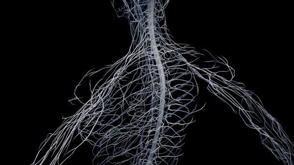 modelo 3d Human Female Nervous System Static - TurboSquid 2060437