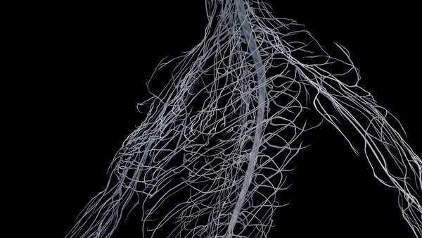 modelo 3d Human Female Nervous System Static - TurboSquid 2060437