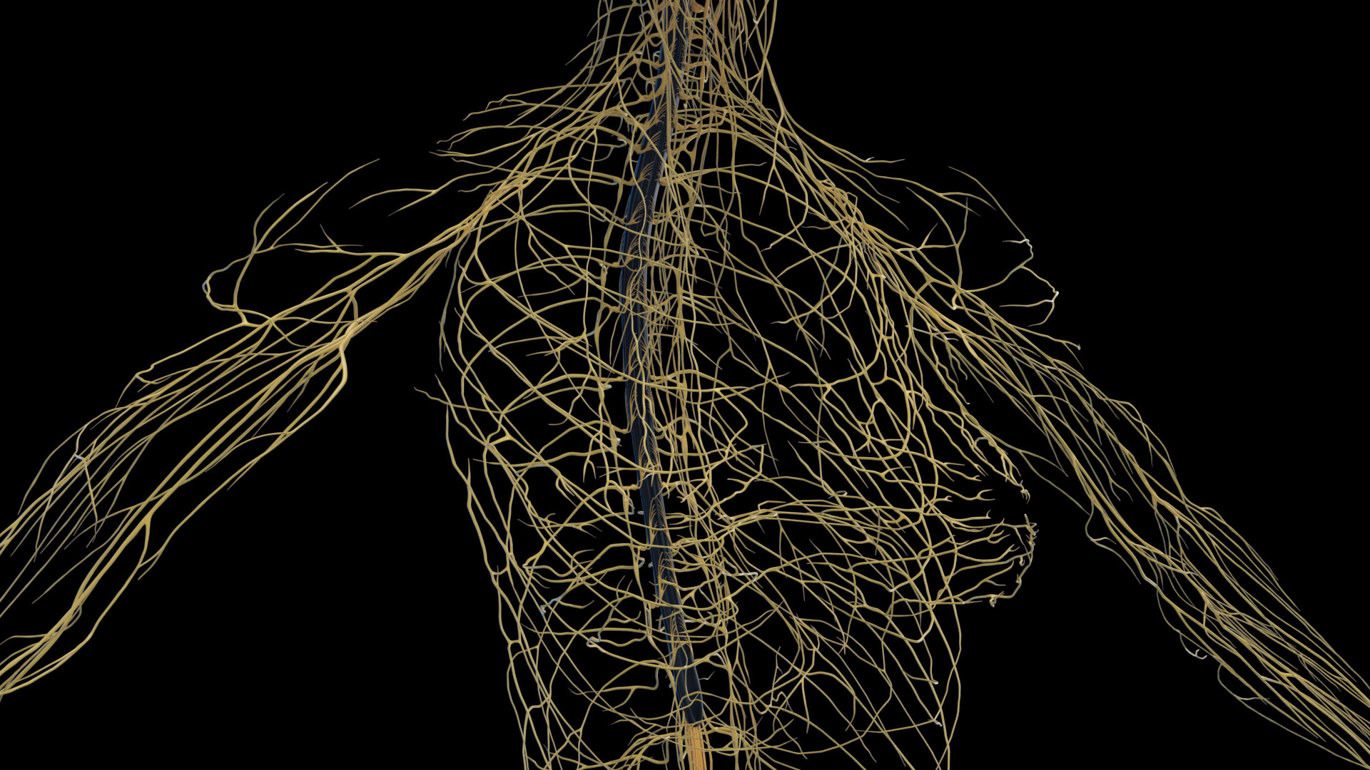 Human Female Nervous System Static 3D Model - TurboSquid 2060437