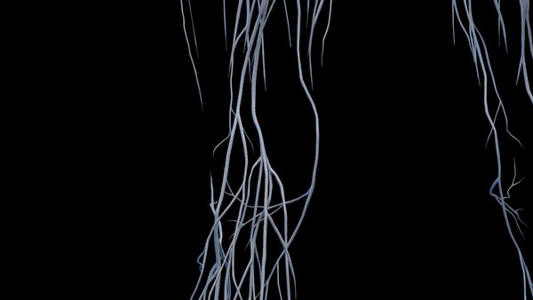 modelo 3d Human Female Nervous System Static - TurboSquid 2060437