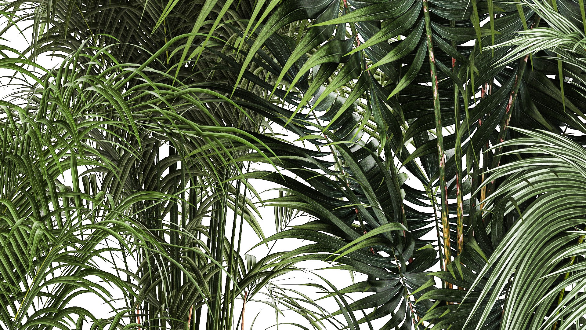 Set Of Beautiful Howea Palms In White Pots Neanthe 1408 3D Model ...