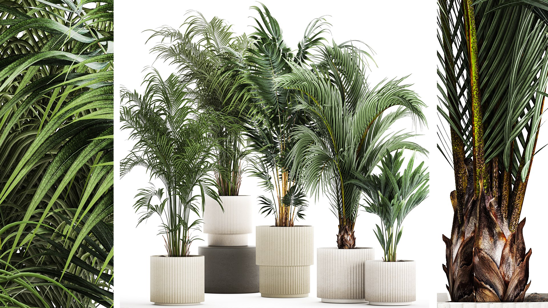 Set Of Beautiful Howea Palms In White Pots Neanthe 1408 3D Model ...