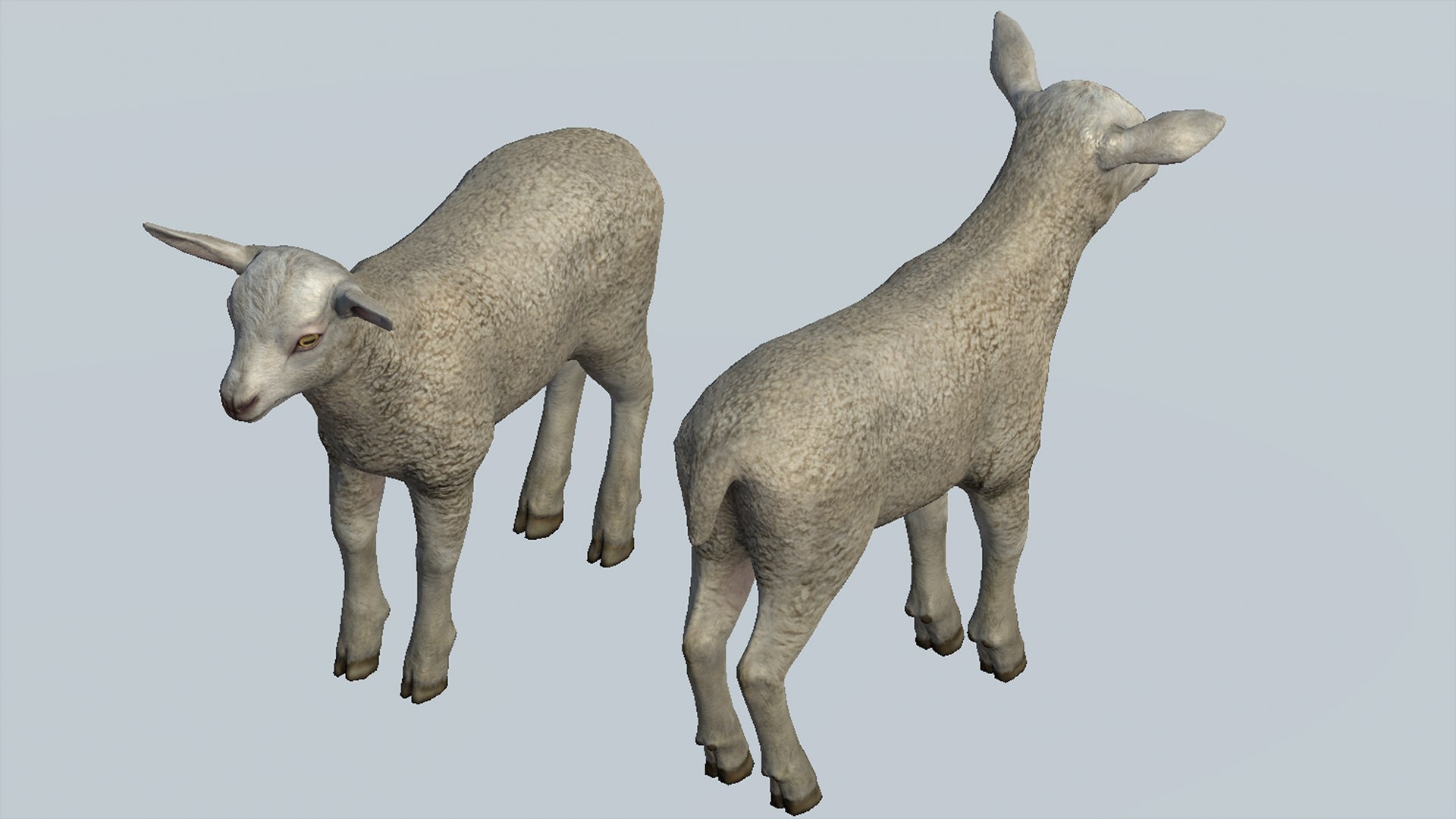 Lamb 3D - TurboSquid 1938294