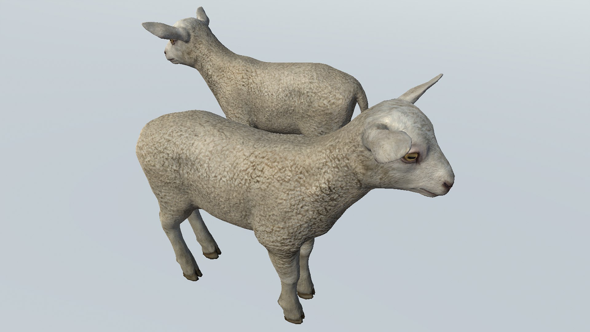 Lamb 3D - TurboSquid 1938294