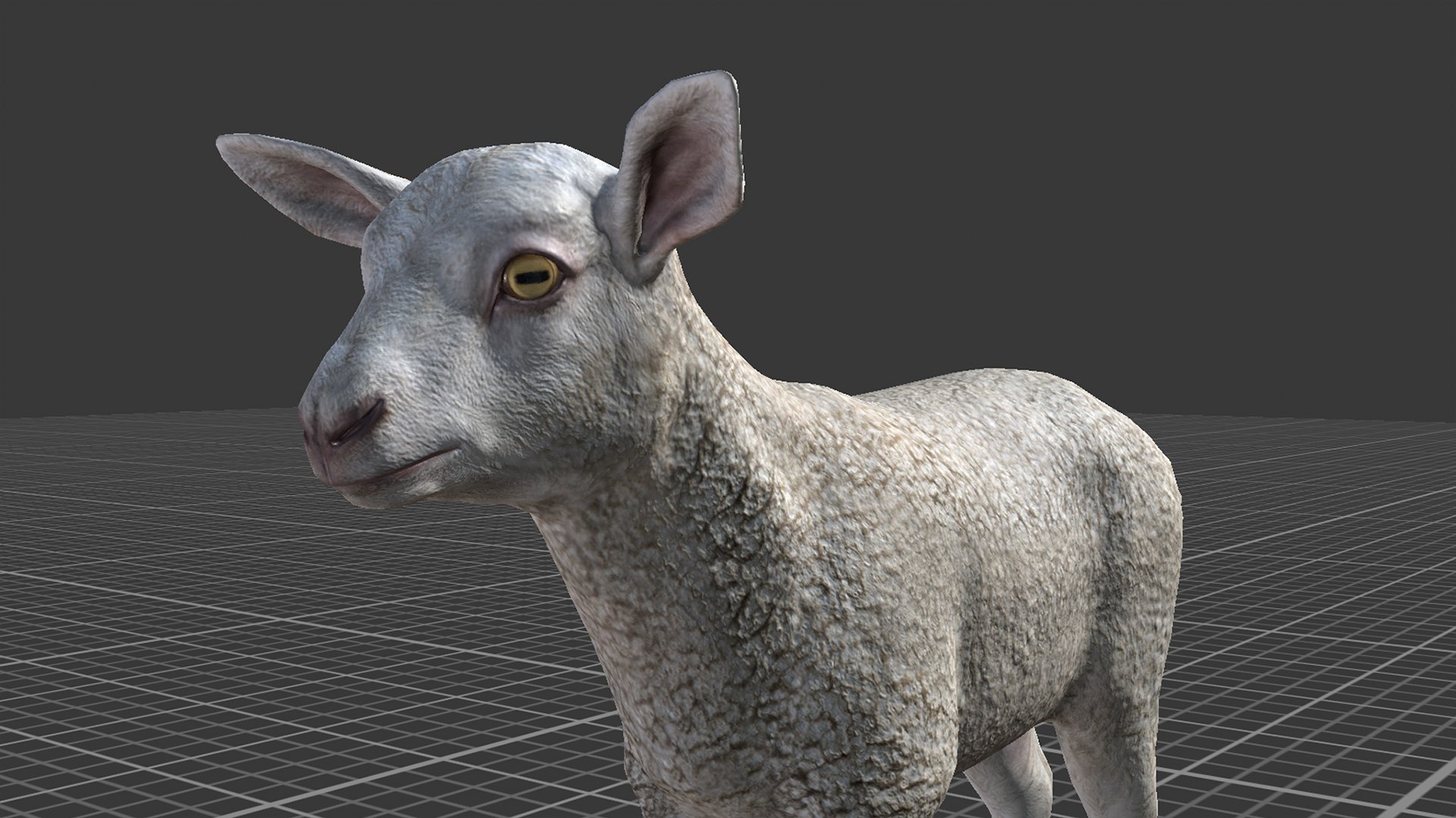 Lamb 3D - TurboSquid 1938294