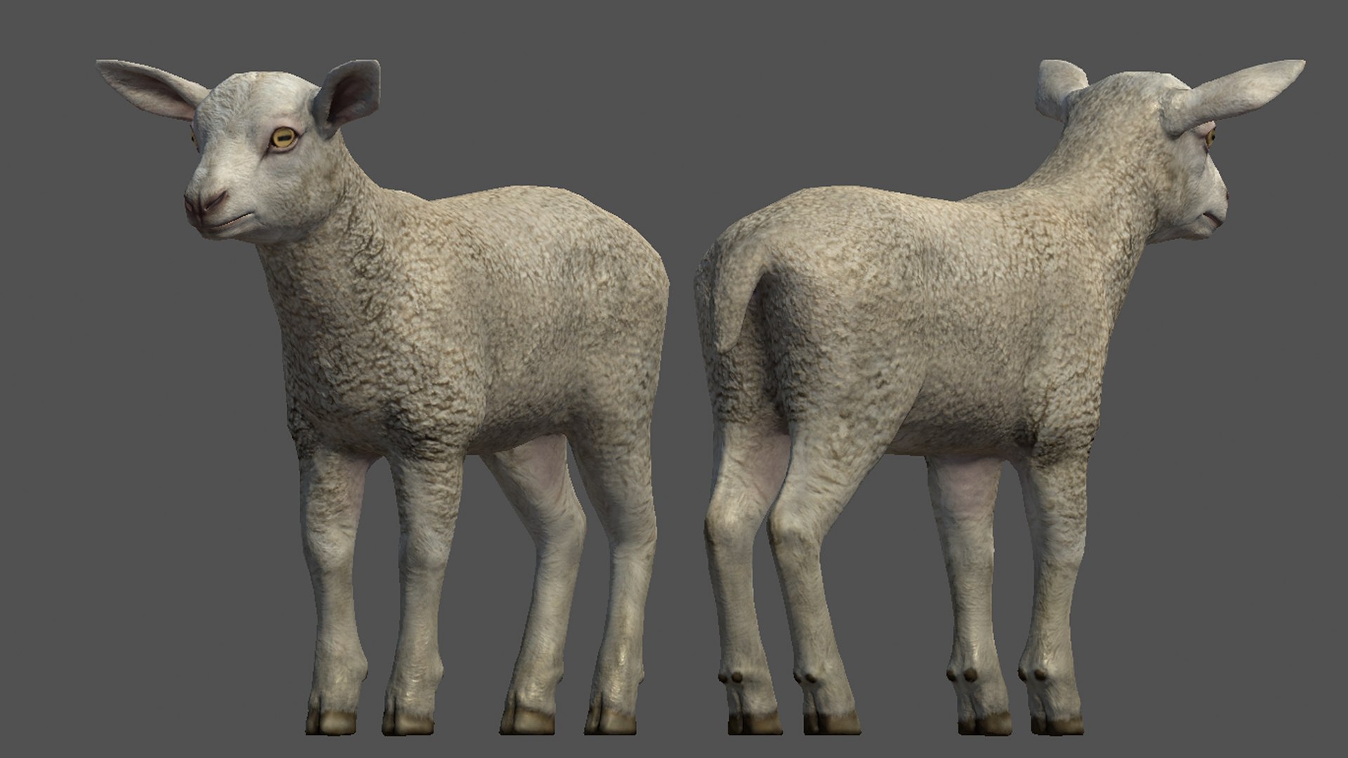 Lamb 3D - TurboSquid 1938294