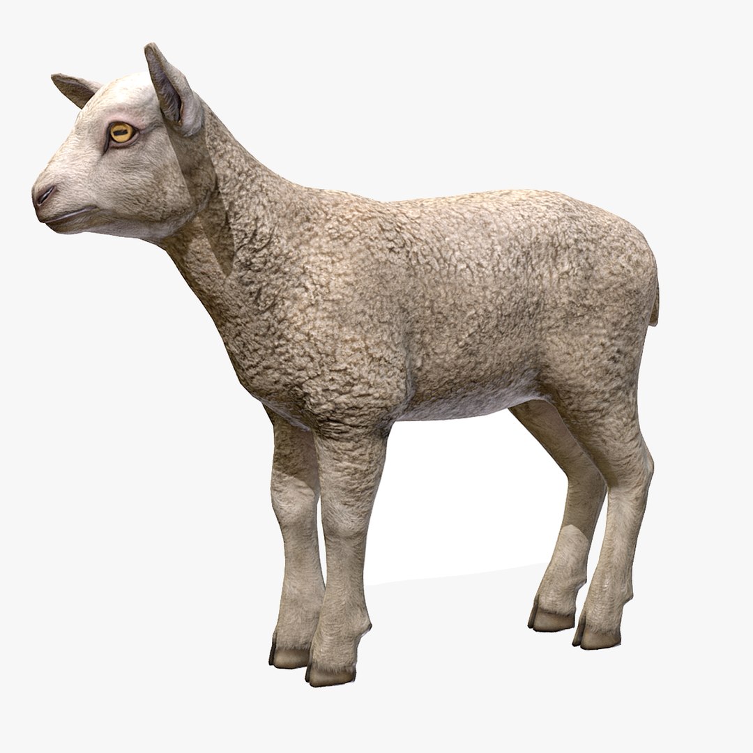 Lamb 3D - TurboSquid 1938294