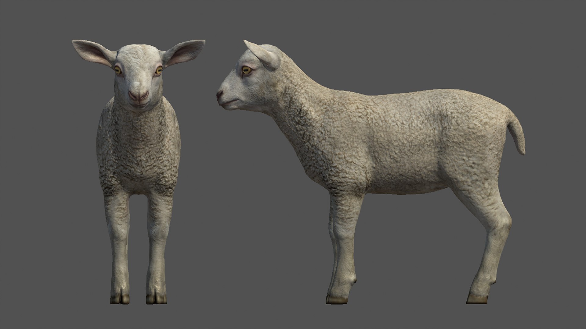 Lamb 3D - TurboSquid 1938294