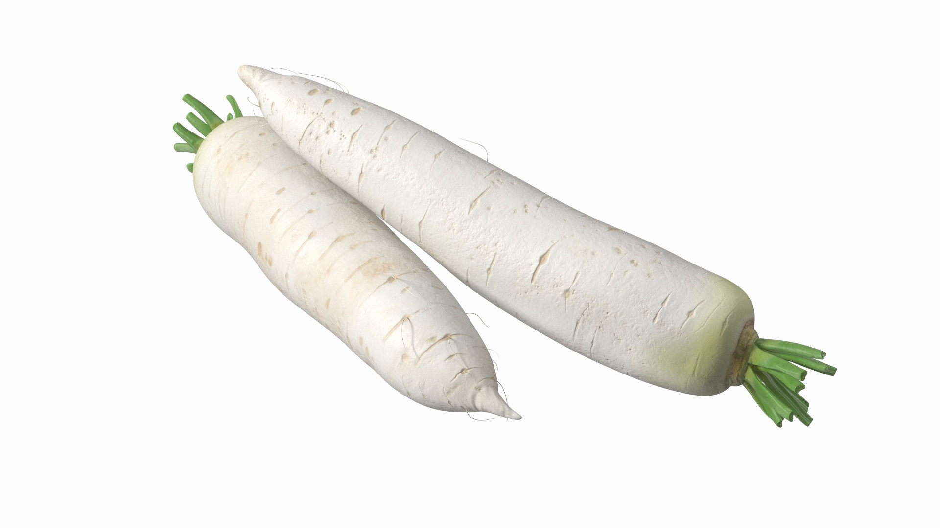 3D Daikon Long White Radish - TurboSquid 2086628